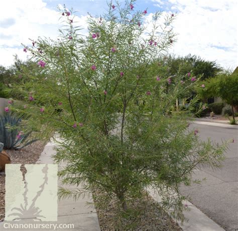 Desert Willow Chilopsis Linearis Civano Nursery
