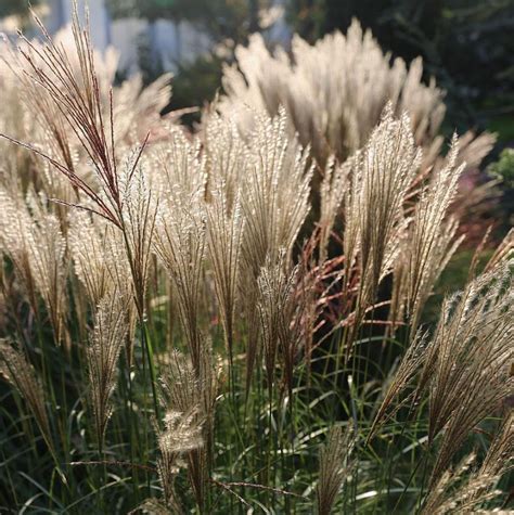 Miscanthus Sinensis