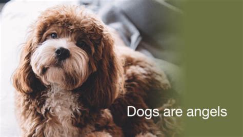 Dogs Matter Too Laura Corbeth Awakening