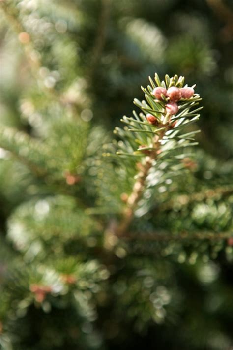 What Is The Difference Between A Fir Tree A Hemlock Ehow