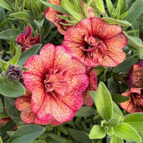 Superbells® Double Vintage Coral™ Calibrachoa