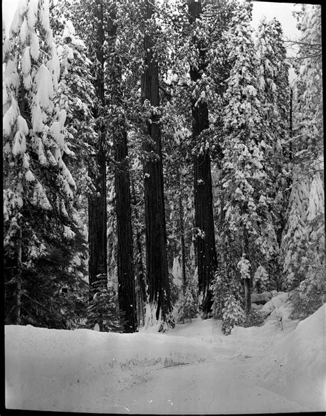 General Sherman Tree Area Giant Sequoia Winter Scenes Picryl