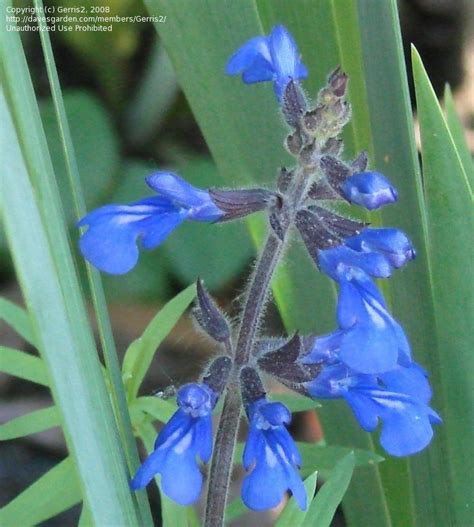 Plantfiles Pictures Salvia Species Sapphire Salvia Sinaloan Blue
