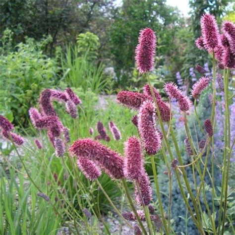 Кровохлебка лекарственная "Рок энд Рол" - Пейзажная мастерская "Мой сад"