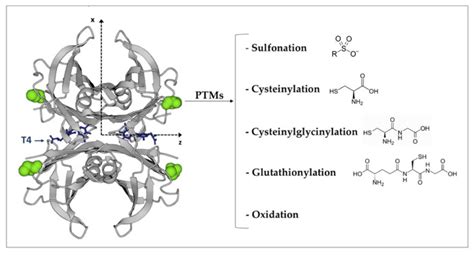 The Journey Of Human Transthyretin Synthesis Structure Stability And
