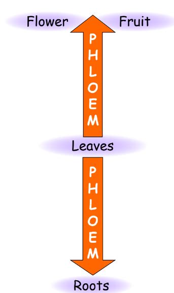 Life Processes Complete Guide For Class 10 Science Chapter 5 Iprep