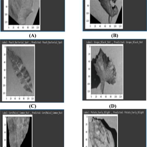 [a To F] Prediction Of Crop Diseases With Identified Class Name Download Scientific Diagram