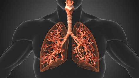 Alveolos Más De 24 873 Ilustraciones Y Dibujos De Stock Con Licencia