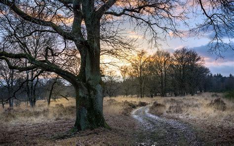 Wallpaper Trees Grass Path Evening 2560x1600 Picture Image