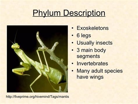 Arthropoda Hexapoda Ppt