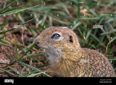 Portrait Of Gopher In The Grass The Field The Sky And The Sun Are Reflected In His Eye Stock Portrait Of Gopher In The Grass The Field The Sky And The Sun Are Reflected In His Eye Stock