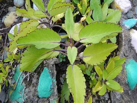 Patharkuchi Health Benefits পাইলস লিউকোরিয়ার কষ্ট দূর করতে পাথরকুচি পাতা মহৌষধ আয়ুর্বেদের