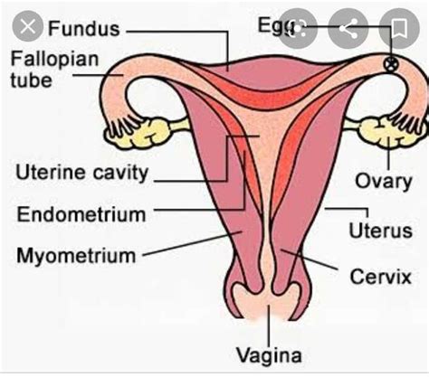 Draw A Easy Diagram Of Female Reproductive System Edurev Class 8 Question