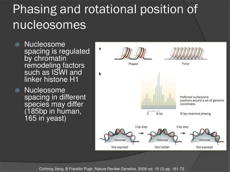 Ppt Chromatin Structure And Remodeling In Eukaryotic Cells Powerpoint Presentation Id2118855