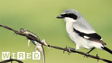 Northern Shrike Impaling Prey