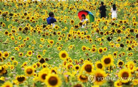 활짝 핀 해바라기 사이에서