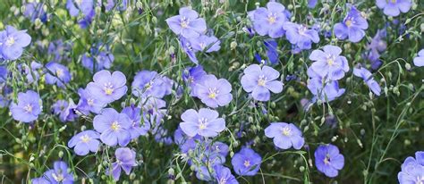 How To Grow Flax American Meadows