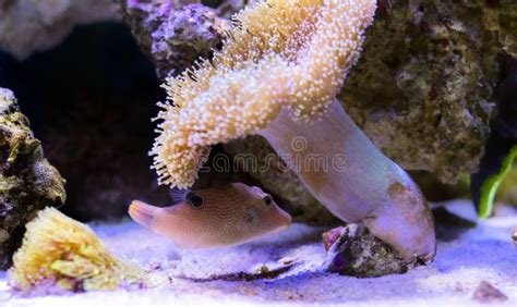 Fingerprint Compressed Toby Puffer Fish Canthigaster Compressa Stock