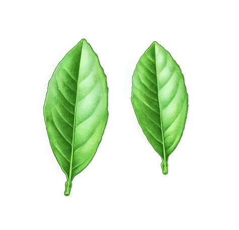 Läkerol Ginger Lime On Behance