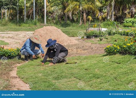 Workers Laying Sod Grass For New Garden Lawn Editorial Photo Image Of