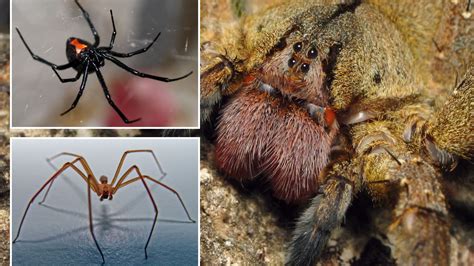 Worlds Five Deadliest Spiders Revealed And One Bite Even Causes