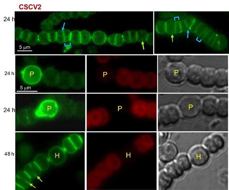 Van Fl Staining Of Anabaena Mred Mutant Strain Cscv2 See The Legend In