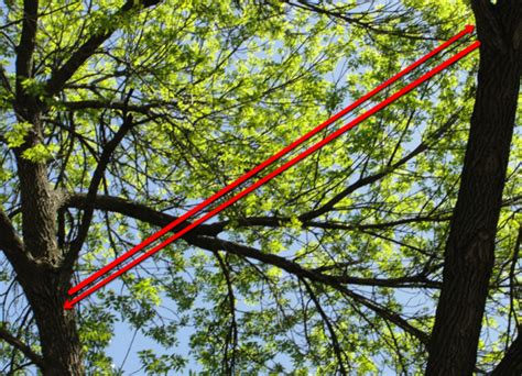 Tree Cabling Berger Hargis Landscape Management