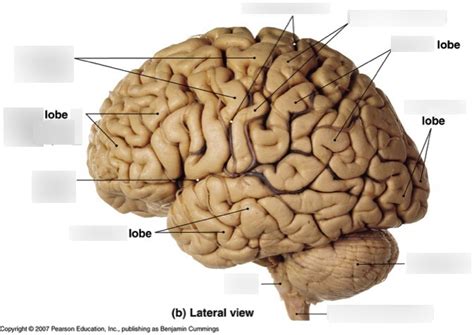 Cerebral Cortex Labeling Diagram Quizlet
