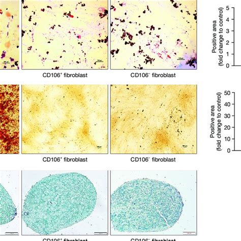 Exploring The Trilineage Differentiation Capacity Of Mscs And Cd106 Download Scientific