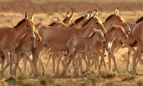 خر با چه حیواناتی می‌تواند جفت‌گیری کند و نتیجه آن چه خواهد شد؟ عکس