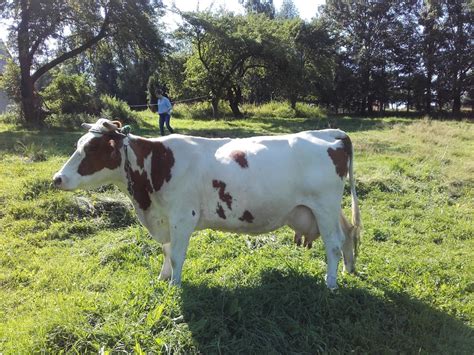 Krowa Młoda Zacielona Krowy Sprzedambykapl