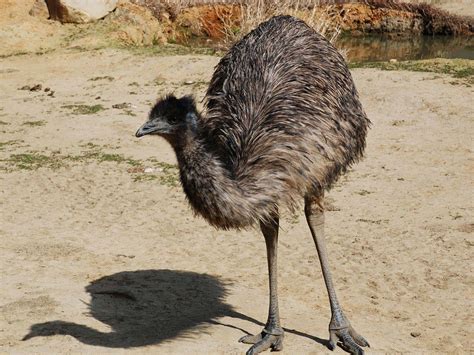 [100 ] Emu Wallpapers