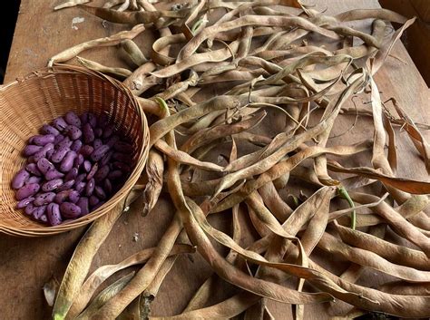 How To Dry Seeds For Planting Storables