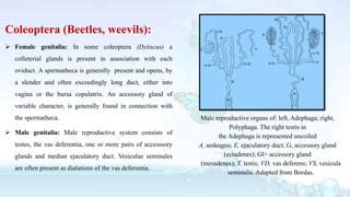 Insect Genitalia Its Structure Functions And Modification In Different Orders Of Insect