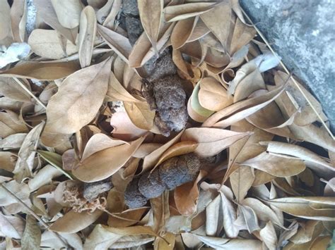 Heces Fecales De Mascotas Pueden Generar Parásitos En Los Humanos