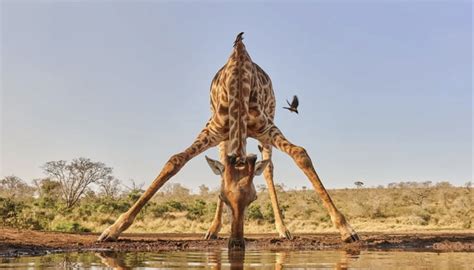 Giraffe Getting Drunk 9gag