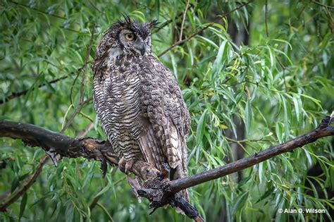 The 12 Most Common Owls In Michigan
