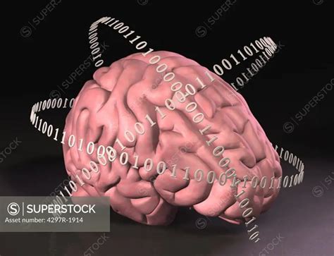 Illustration Of A Human Brain Surrounded By Binary Code Superstock