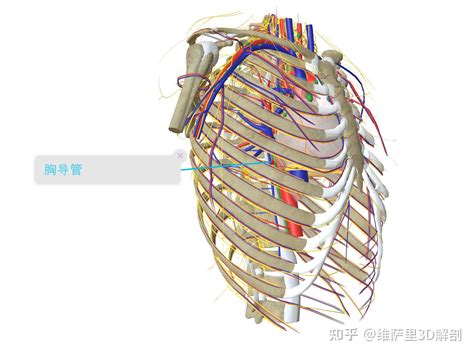 胸导管走行复杂？3d解剖模型精准还原全程路径 知乎