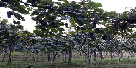 ლადო შავიშვილის მარანი Visitajara