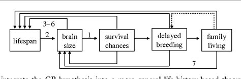 Figure 2 From Revisiting The Cognitive Buffer Hypothesis For The