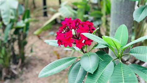 ကဗျာမမီ စာမပီ စံလင်း Youtube