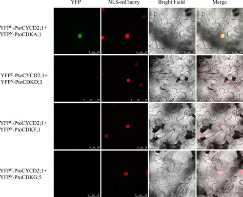 Bifc Validation In Tobacco Epidermis Ptocycd21 Connect Pspycemr