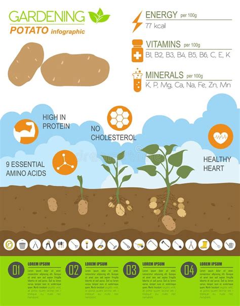 Gardening Work Farming Infographic Potato Graphic Template Stock Vector Illustration Of