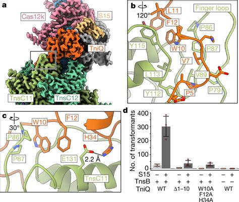 Tniqtnsc Interactions Are Crucial For Shcast Transposition A The