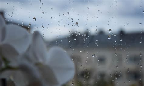 배경 화면 햇빛 물 눈 겨울 비 분기 아침 서리 동결 잎 꽃 날씨 빗방울 사진 스티커 위트 Fs150920 닫다 매크로 사진