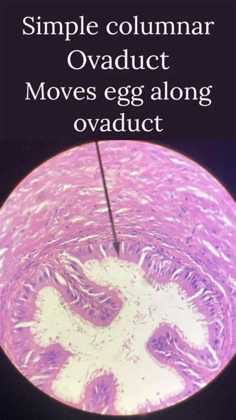 Simple Columnar Epithelial Tissues Simple Tissue Moving