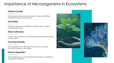 Microorganisms Protozoa Ppt Sample Acp Ppt Sample