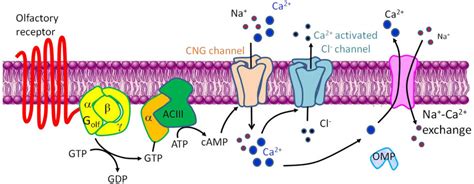 A Schematic Diagram Of Olfactory Signal Transduction Olfactory Signal