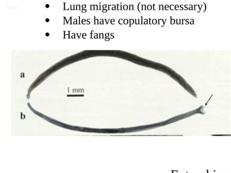 Lab Final Flashcards Quizlet